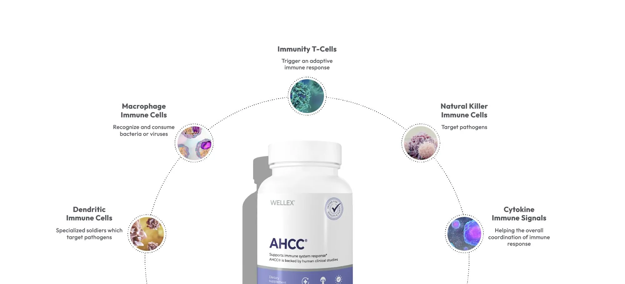 AHCC Supplement – Immune System Support Formula by Wellex